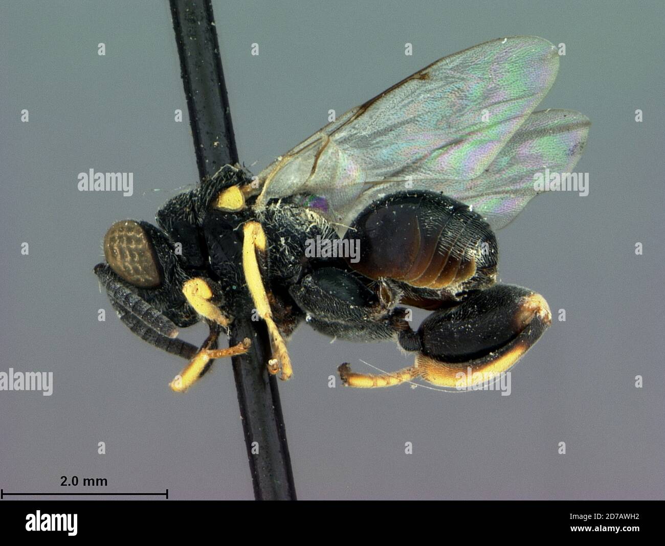 Manila, Rizal, Philippines, Chalcis albotibialis Ashmead, 1904 ...