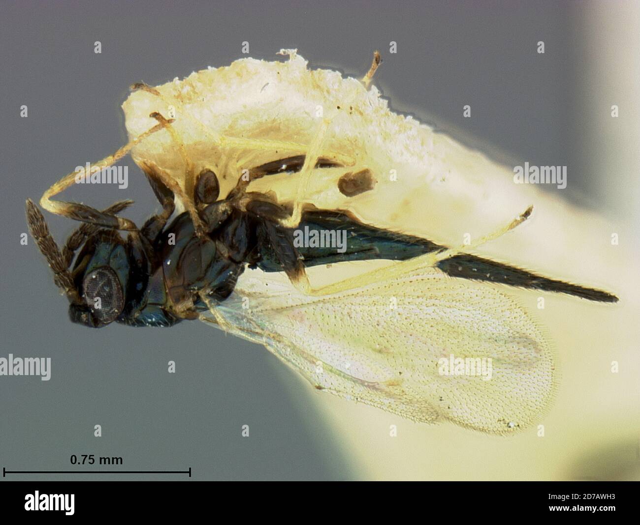 Morgantown, Monongalia, West Virginia, United States, Aprostocetus ...