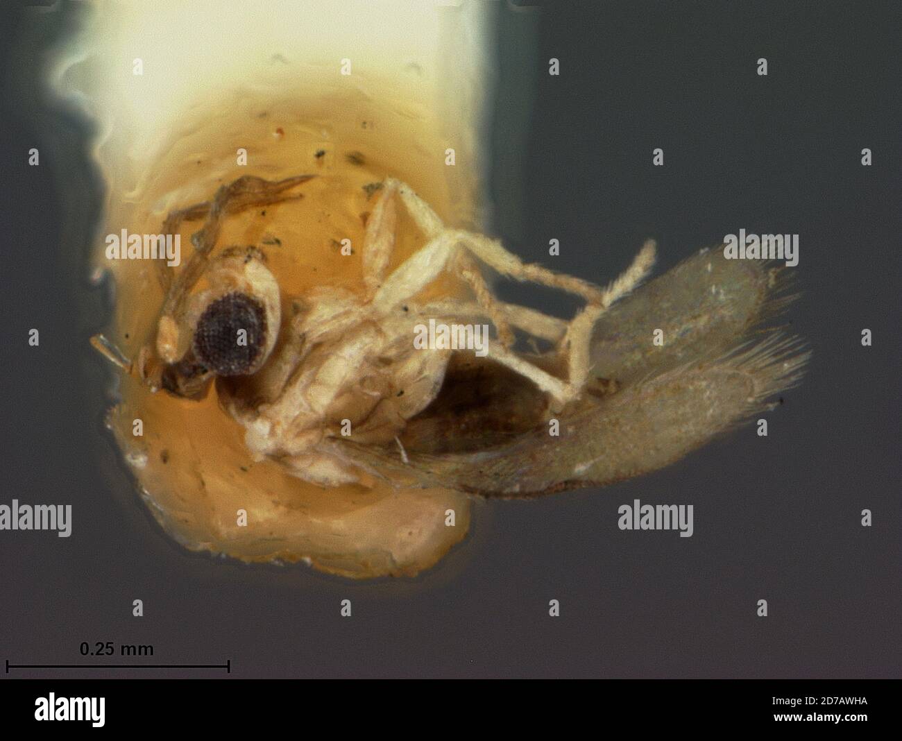 Manila, Rizal, Philippines, Aspidiotiphagus aleyrodis Ashmead, 1904 ...