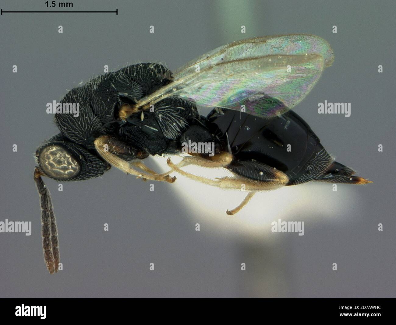 Eurytoma albotibialis ashmead hi-res stock photography and images - Alamy