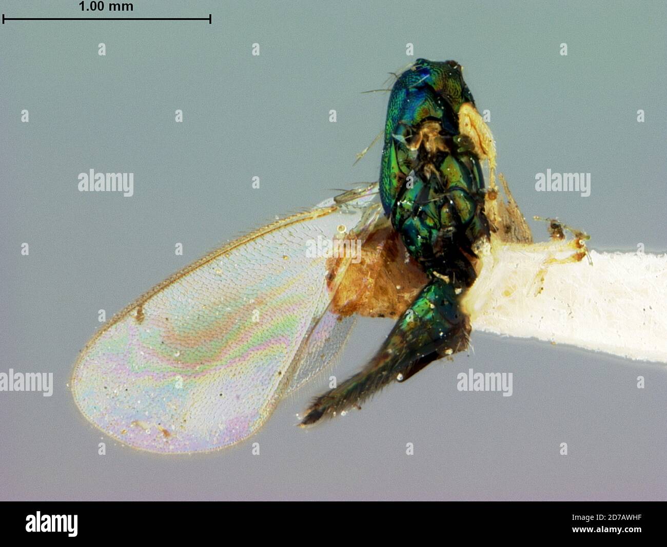 Hymenoptera eulophidae hi-res stock photography and images - Alamy