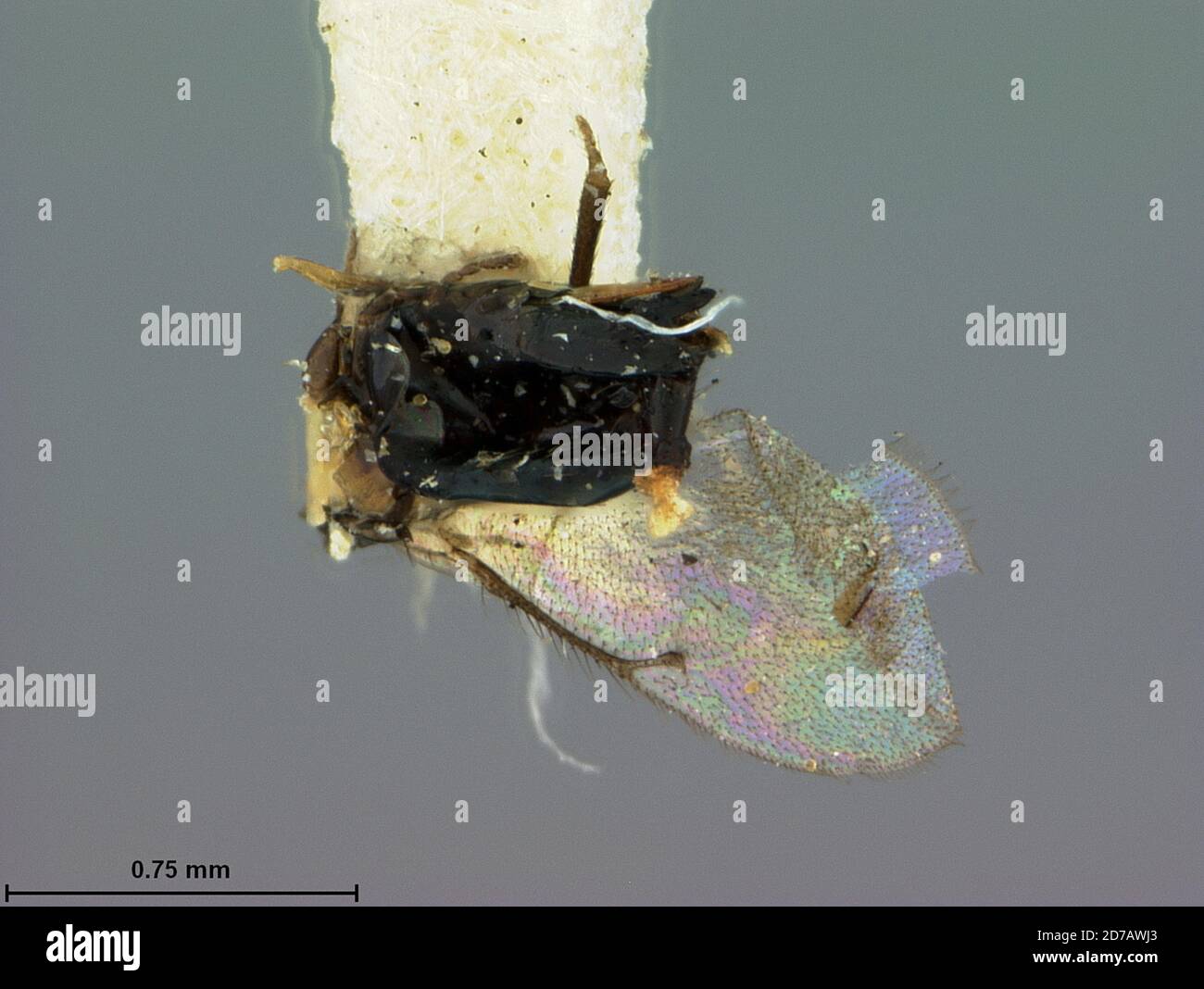 Tetrastichus anthracinus ashmead hi-res stock photography and images ...