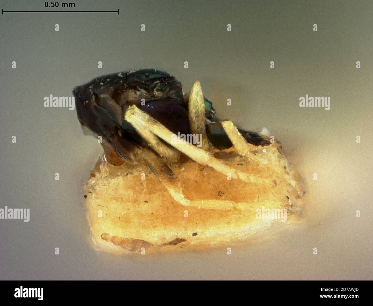 Florida, United States, Encyrtus anasae Ashmead, 1887, Animalia ...