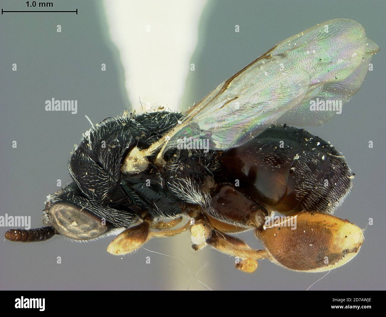 Manila, Rizal, Philippines, Chalcis argentifrons Ashmead, 1904 ...