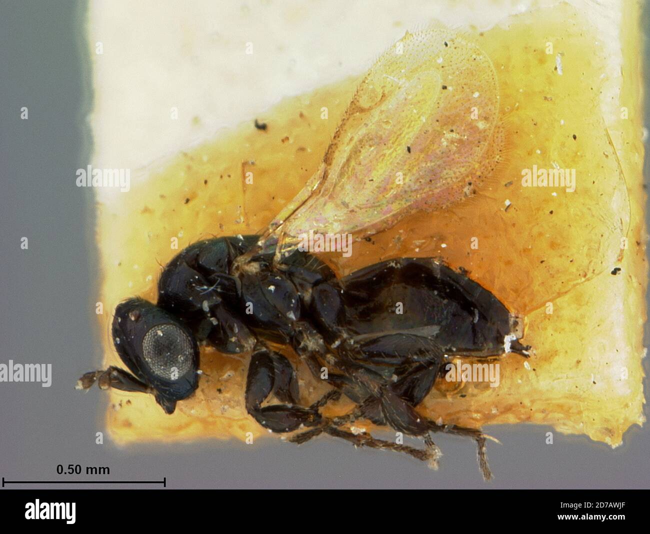 Jacksonville, Duval, Florida, United States, Spathopus anomalipes ...