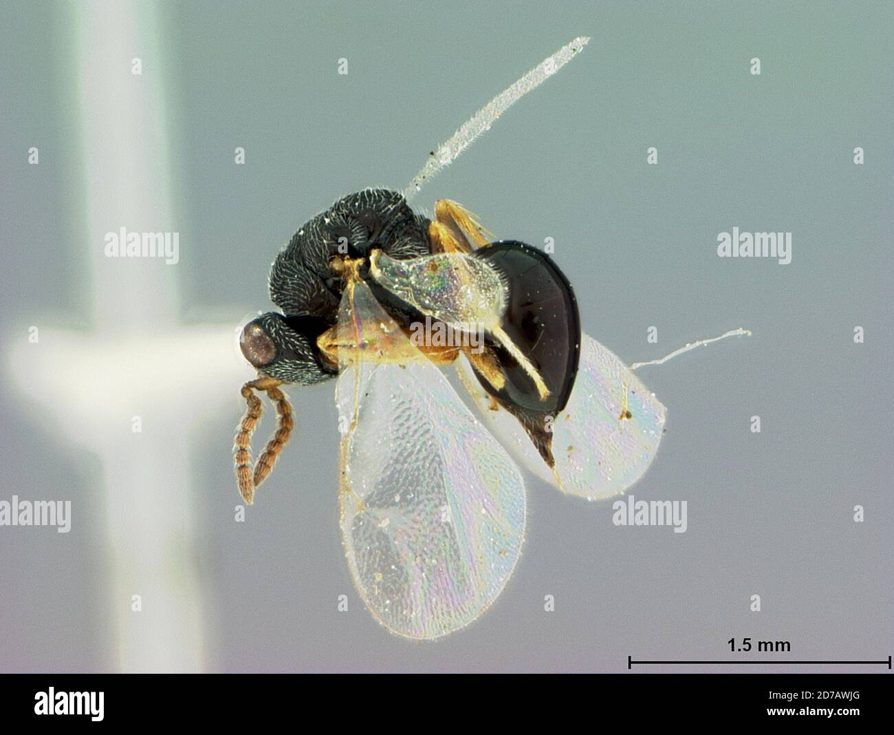 Eurytoma atamiensis ashmead hi-res stock photography and images - Alamy