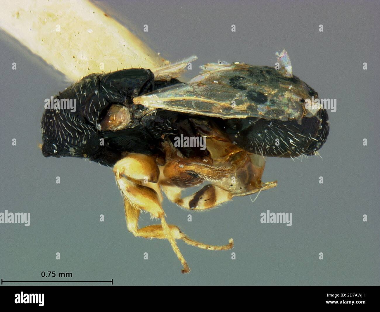 Arizona, United States, Schwarzella arizonensis Ashmead, 1904, Animalia ...