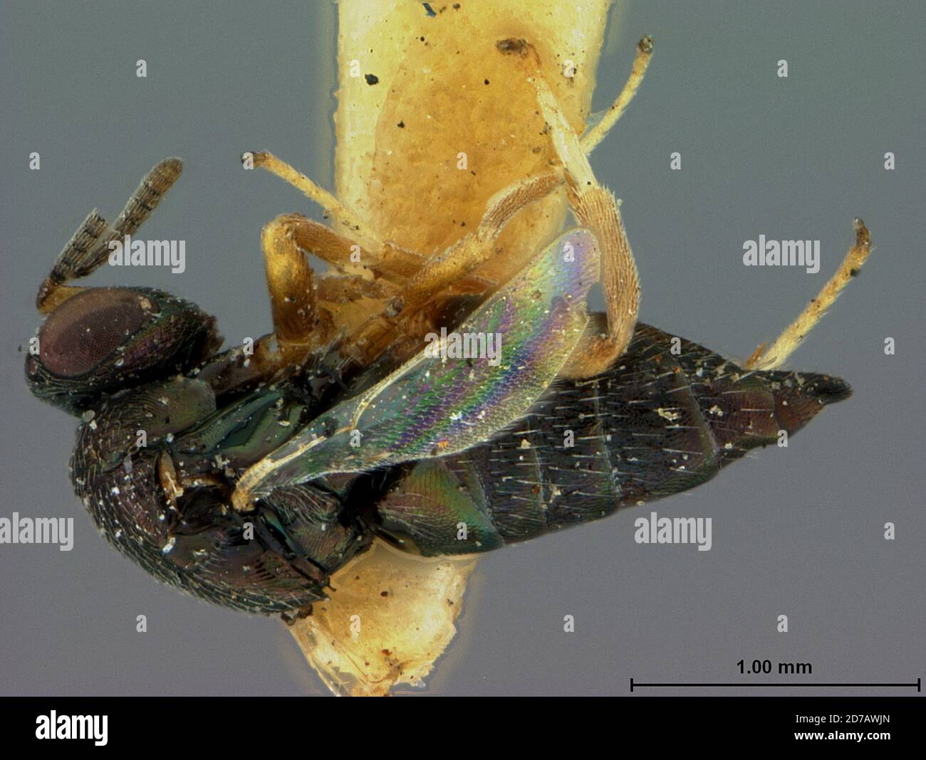 Ormyridae hi-res stock photography and images - Alamy