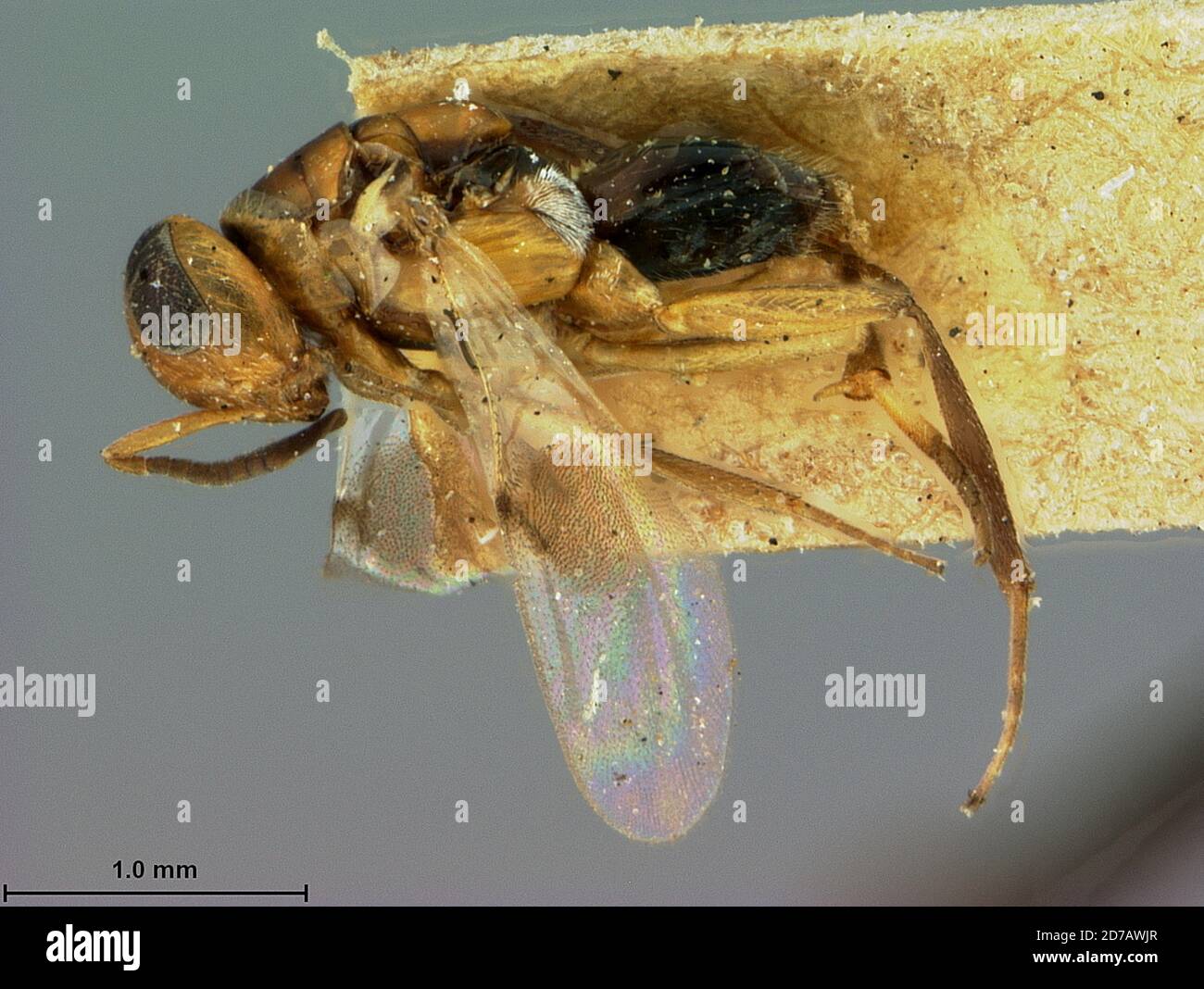 Ottawa, Ontario, Canada, Isodromus atriventris Ashmead, 1900, Animalia ...