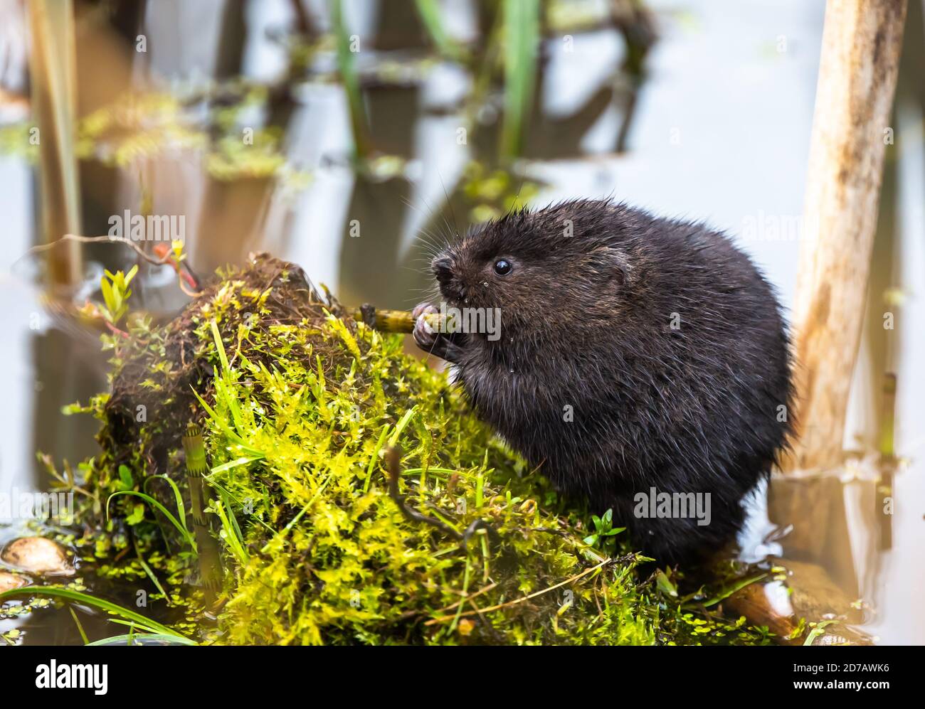 European water vole Stock Photo - Alamy