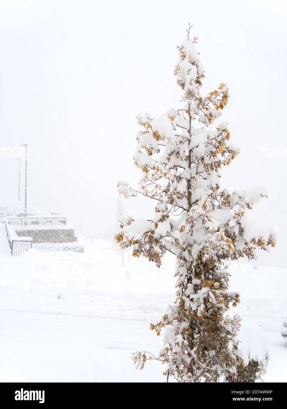 Yellowed thuja covered with snow outside on a foggy snowy day Stock ...