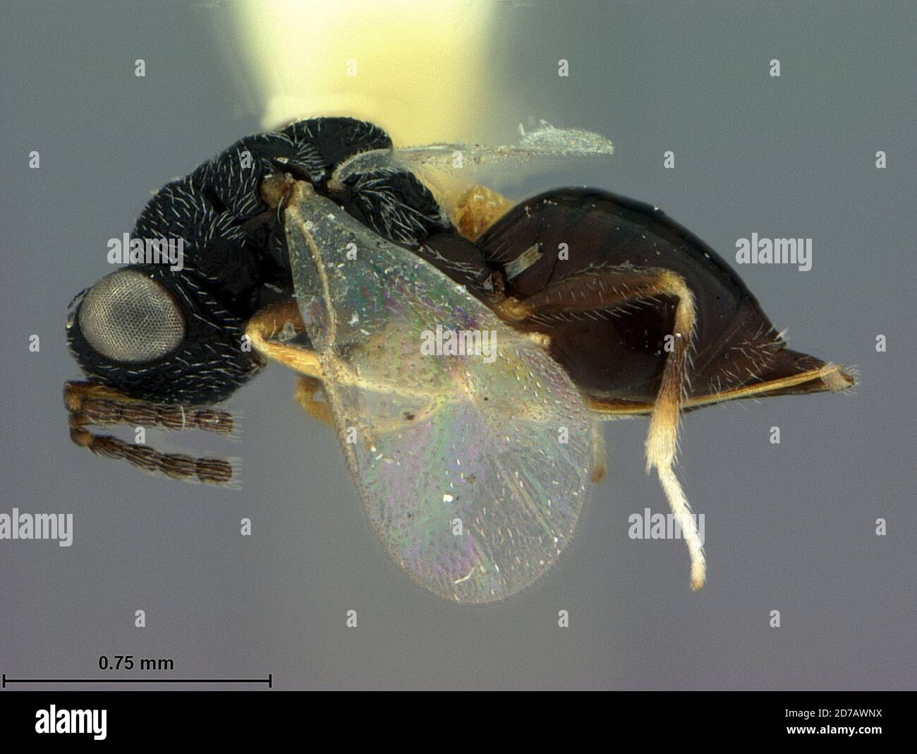 Manila, Rizal, Philippines, Eurytoma banksi Ashmead, 1905, Animalia ...
