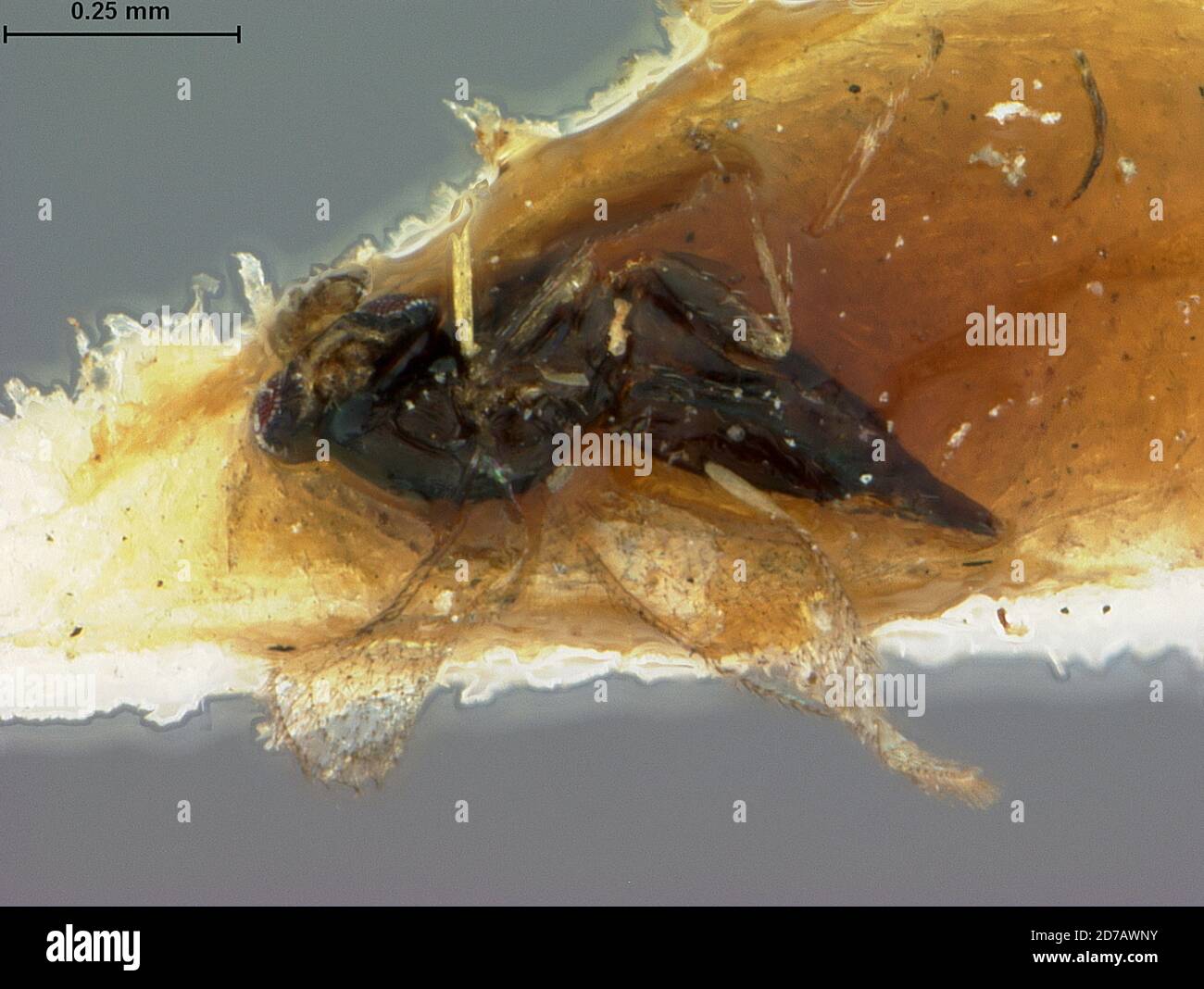Saint Vincent, Saint Vincent and the Grenadines, Gyrolasia bicolor ...