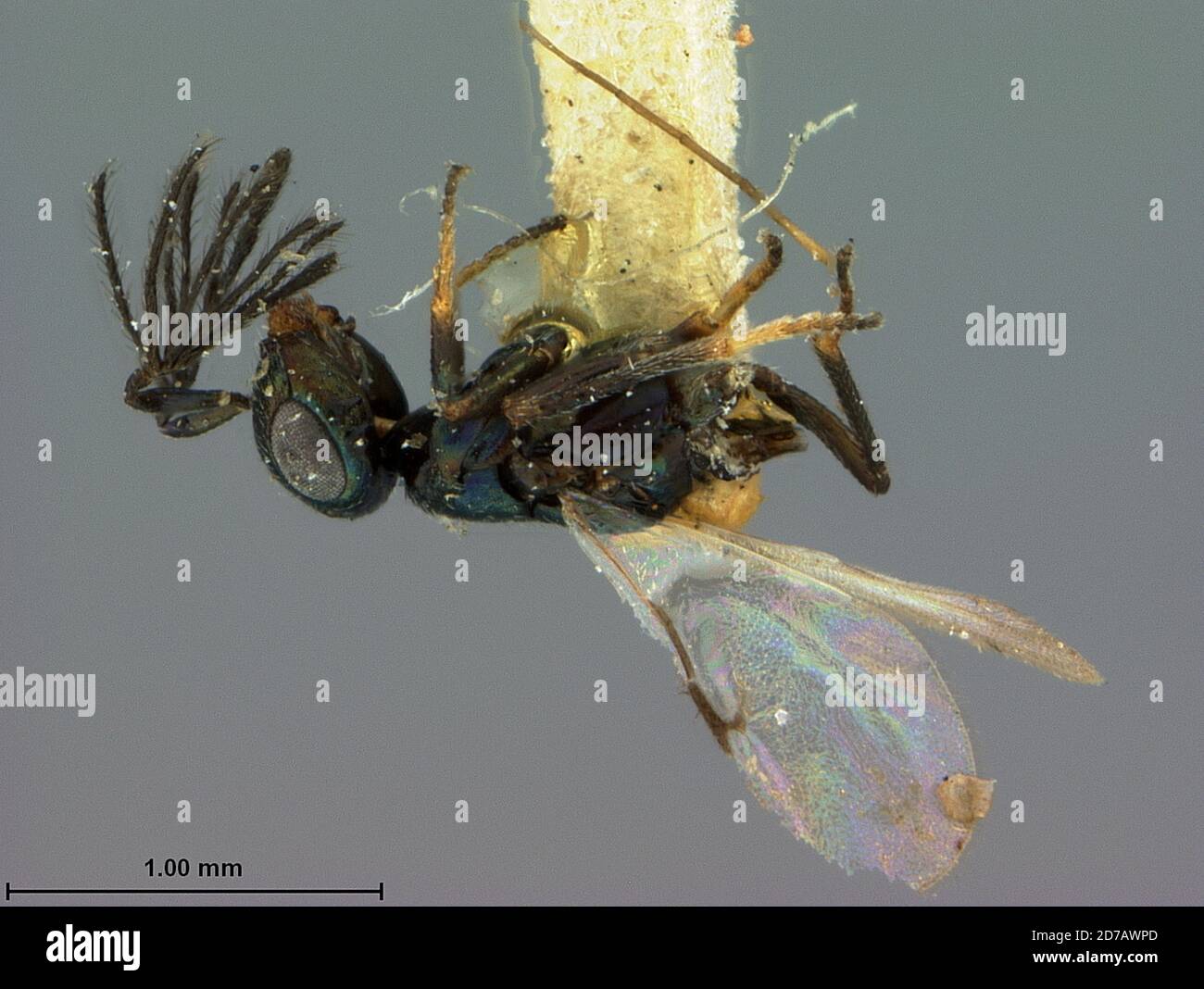 Colorado, United States, Tetralophidea bakeri Ashmead, 1900, Animalia ...