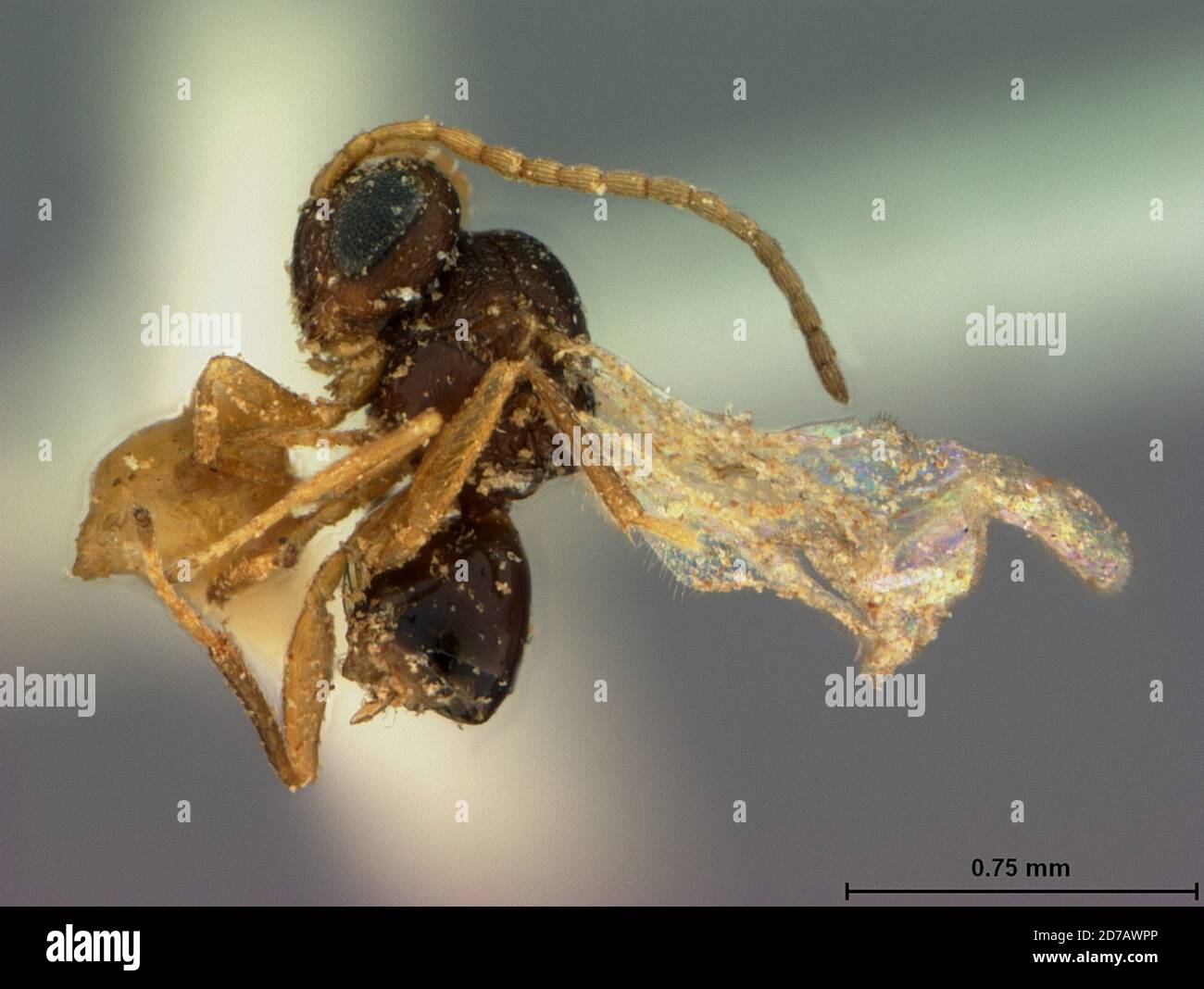 Pinned, Jacksonville, Duval, Florida, United States, Cynips quercus ...