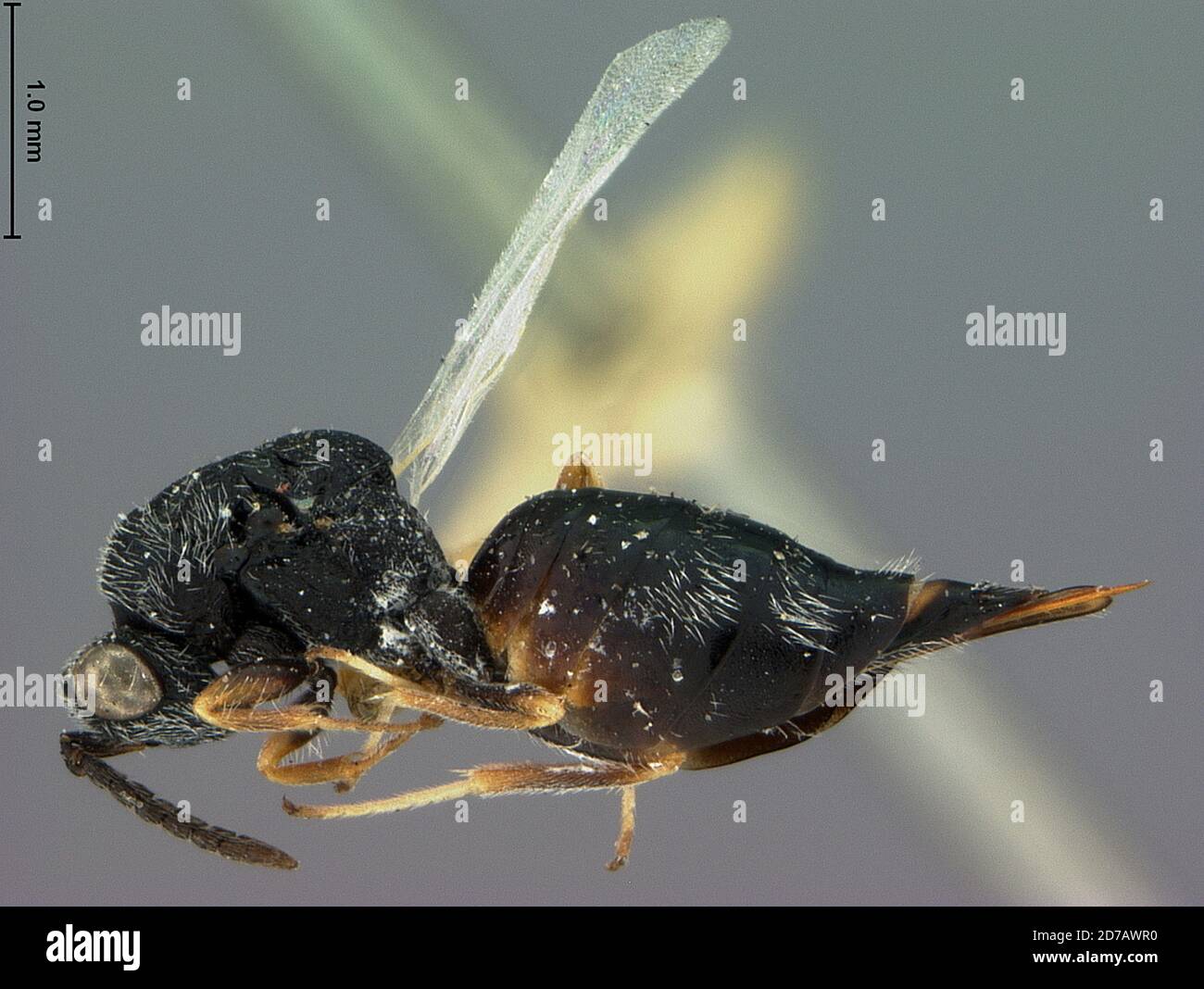 Eurytoma bigeloviae ashmead hi-res stock photography and images - Alamy
