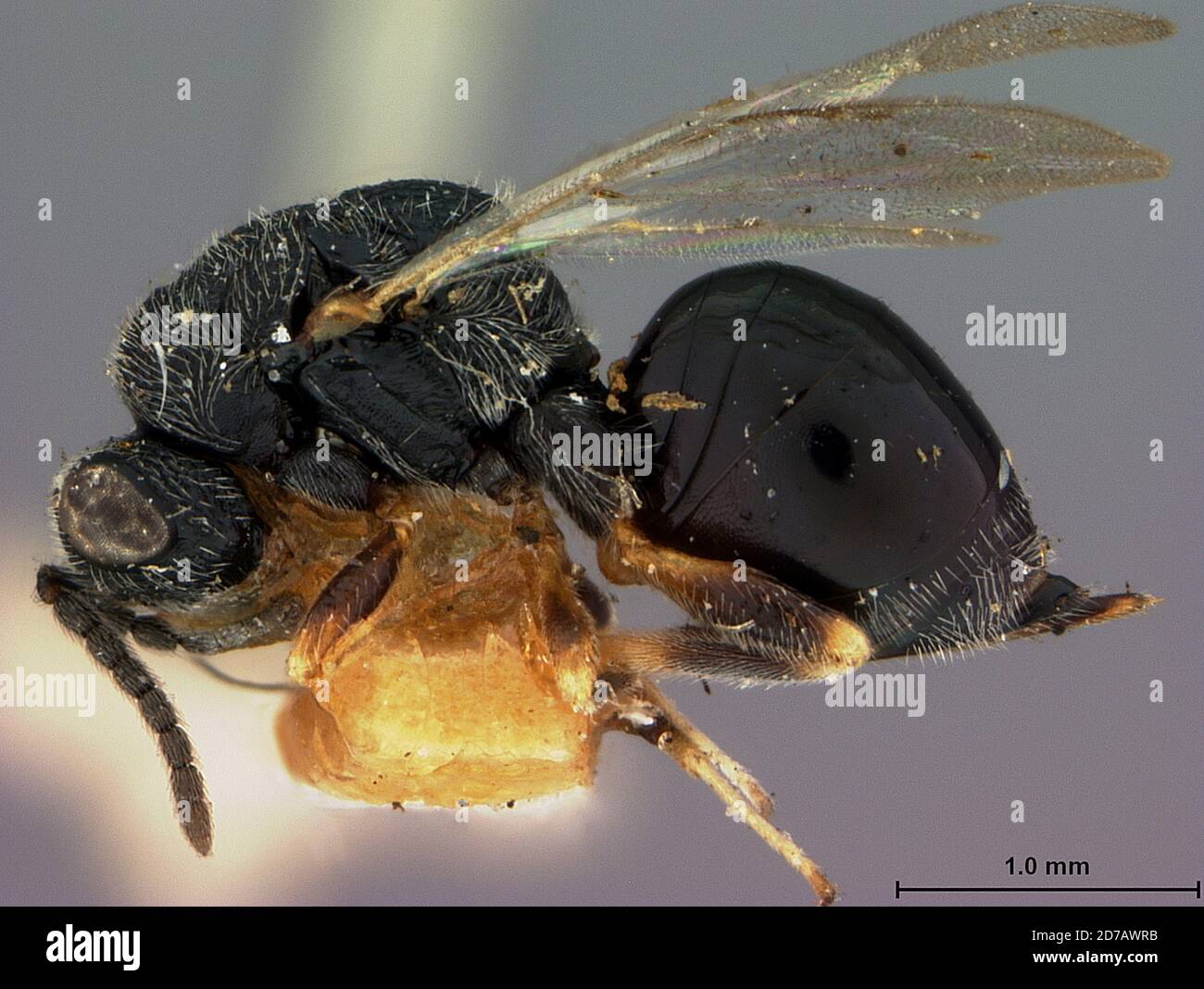 Los Angeles, California, United States, Eurytoma californica Ashmead ...
