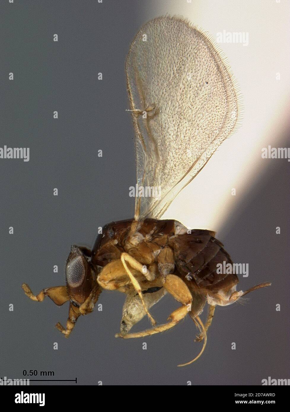 Manila, Rizal, Philippines, Kradibia brownii Ashmead, 1904, Animalia ...