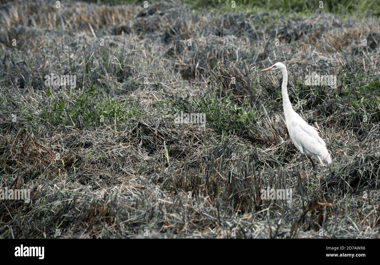 Ripped paddy hi-res stock photography and images - Alamy