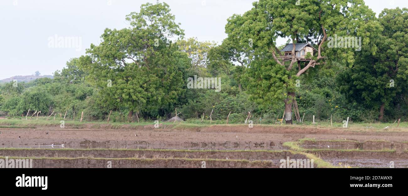 Tree House near paddy field to protect crops from animals rural village ...