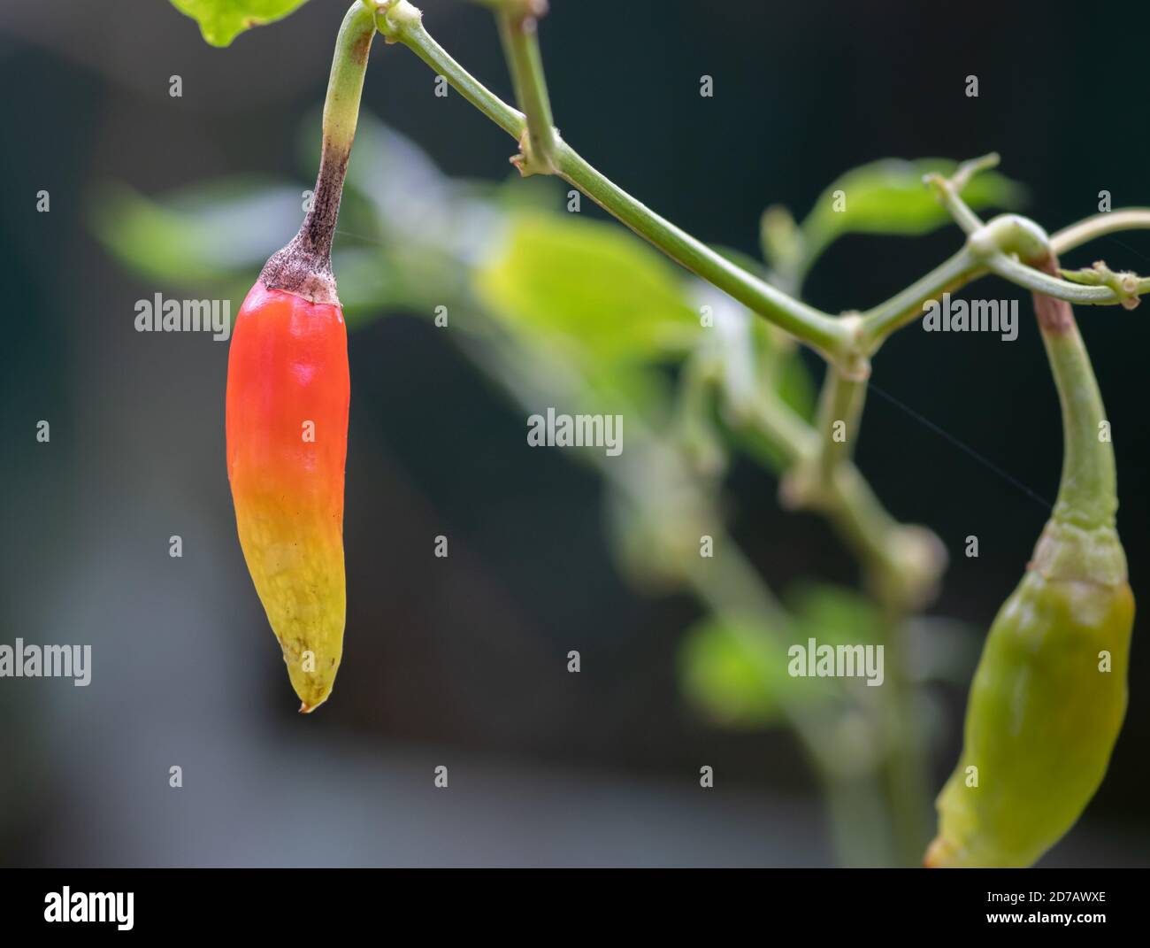 Yellowish bird hi-res stock photography and images - Alamy