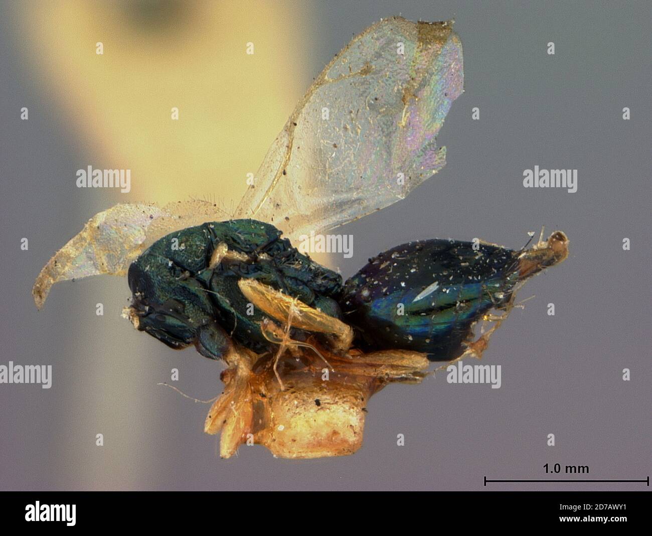 Riley, Kansas, United States, Sphegigaster coeruleiventris Ashmead ...