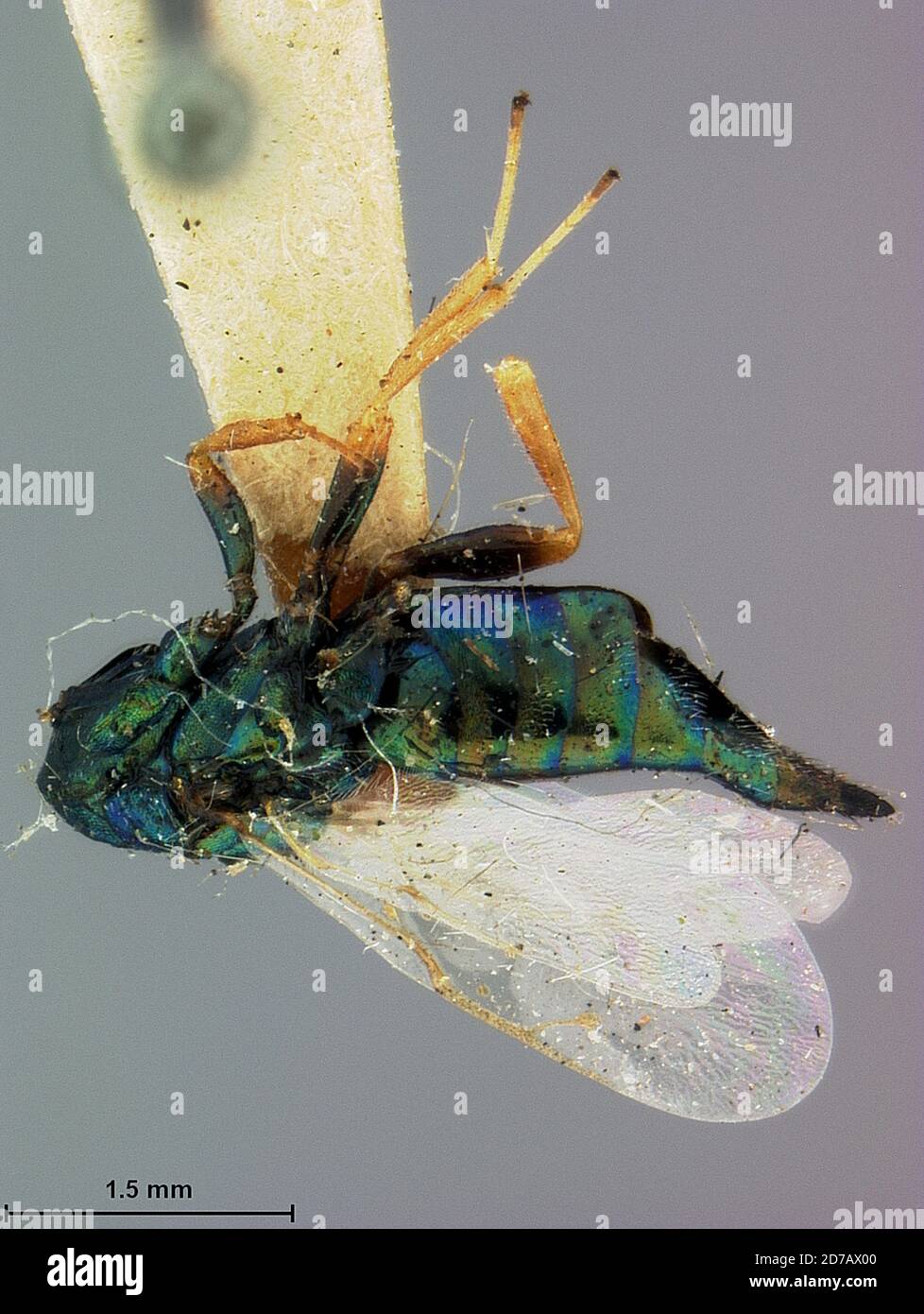 1890 animalia hi-res stock photography and images - Alamy