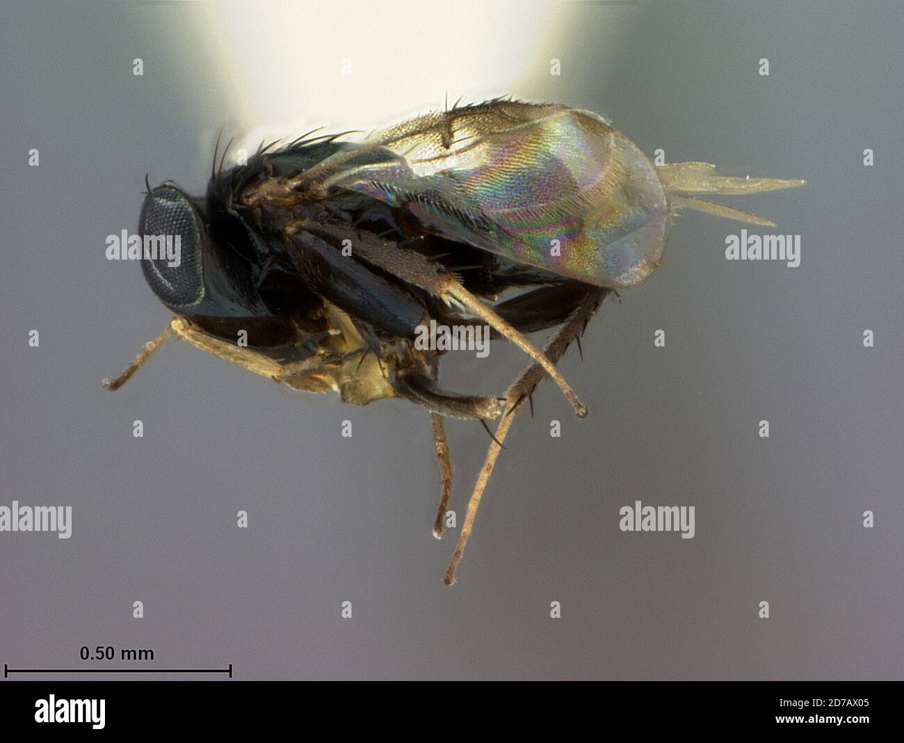 Queensland, Australia, Myiocnema comperei Ashmead, 1900, Animalia ...