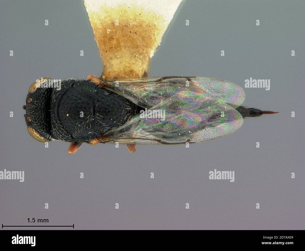 Washington, District of Columbia, United States, Hemaenasius confusus ...
