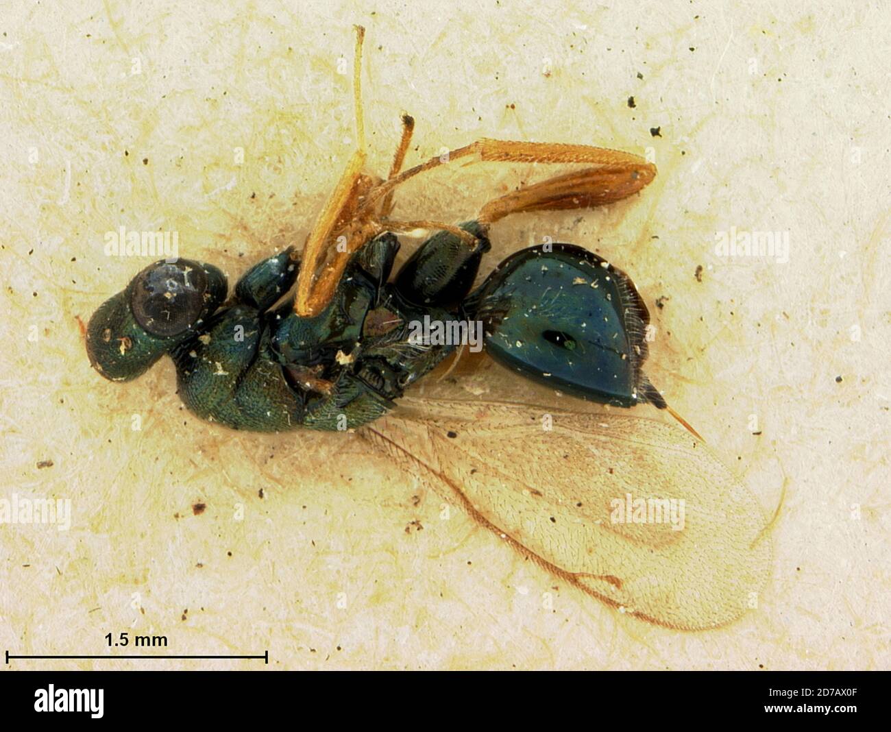 Diparinae hi-res stock photography and images - Alamy