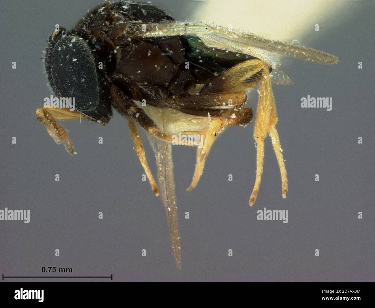 Encyrtidae hi-res stock photography and images - Alamy