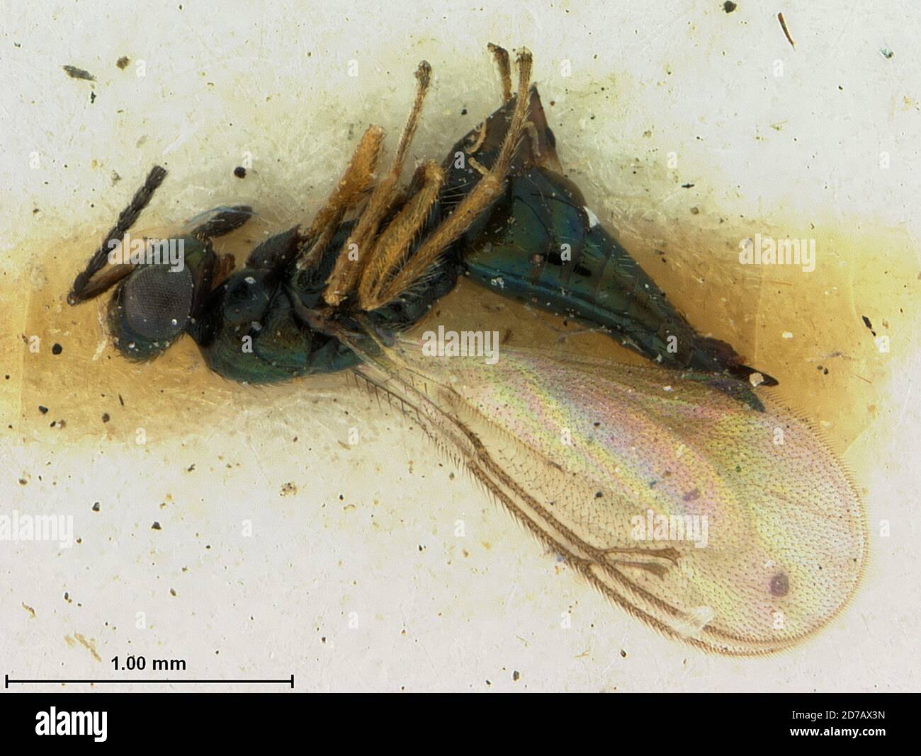 Miscogastrinae hi-res stock photography and images - Alamy