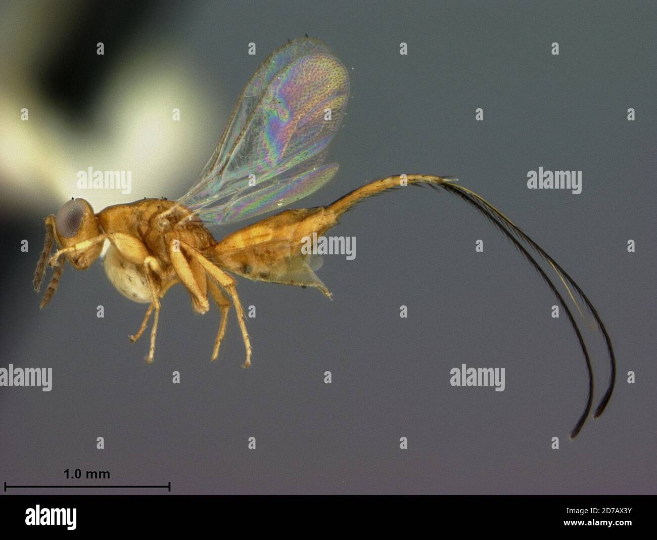 Manila, Rizal, Philippines, Philotrypesis ficicola Ashmead, 1905 ...