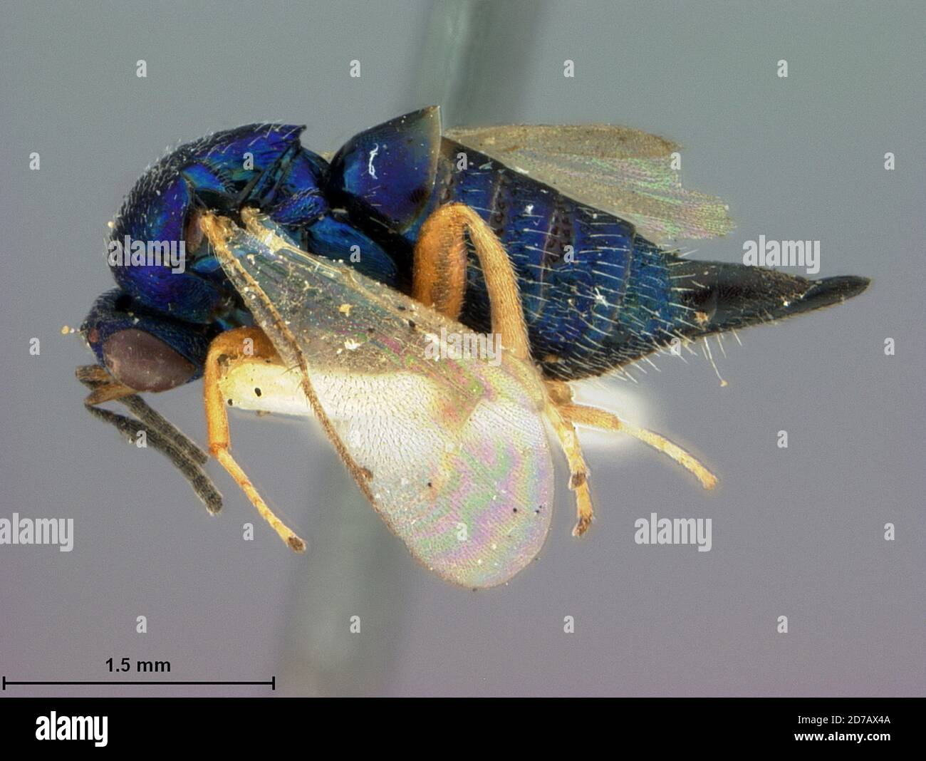 1885 animalia hi-res stock photography and images - Alamy