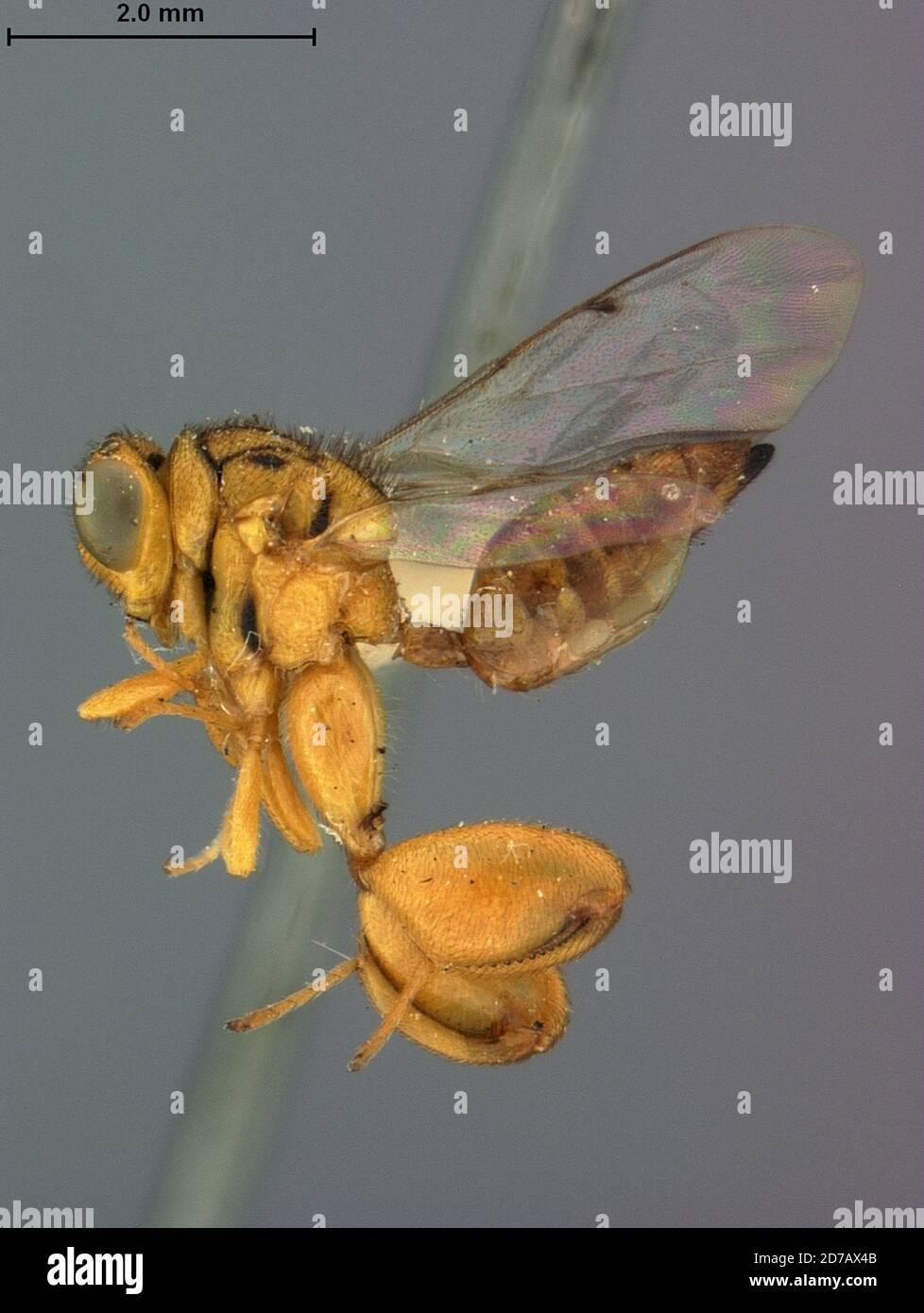 1904 animalia hi-res stock photography and images - Alamy