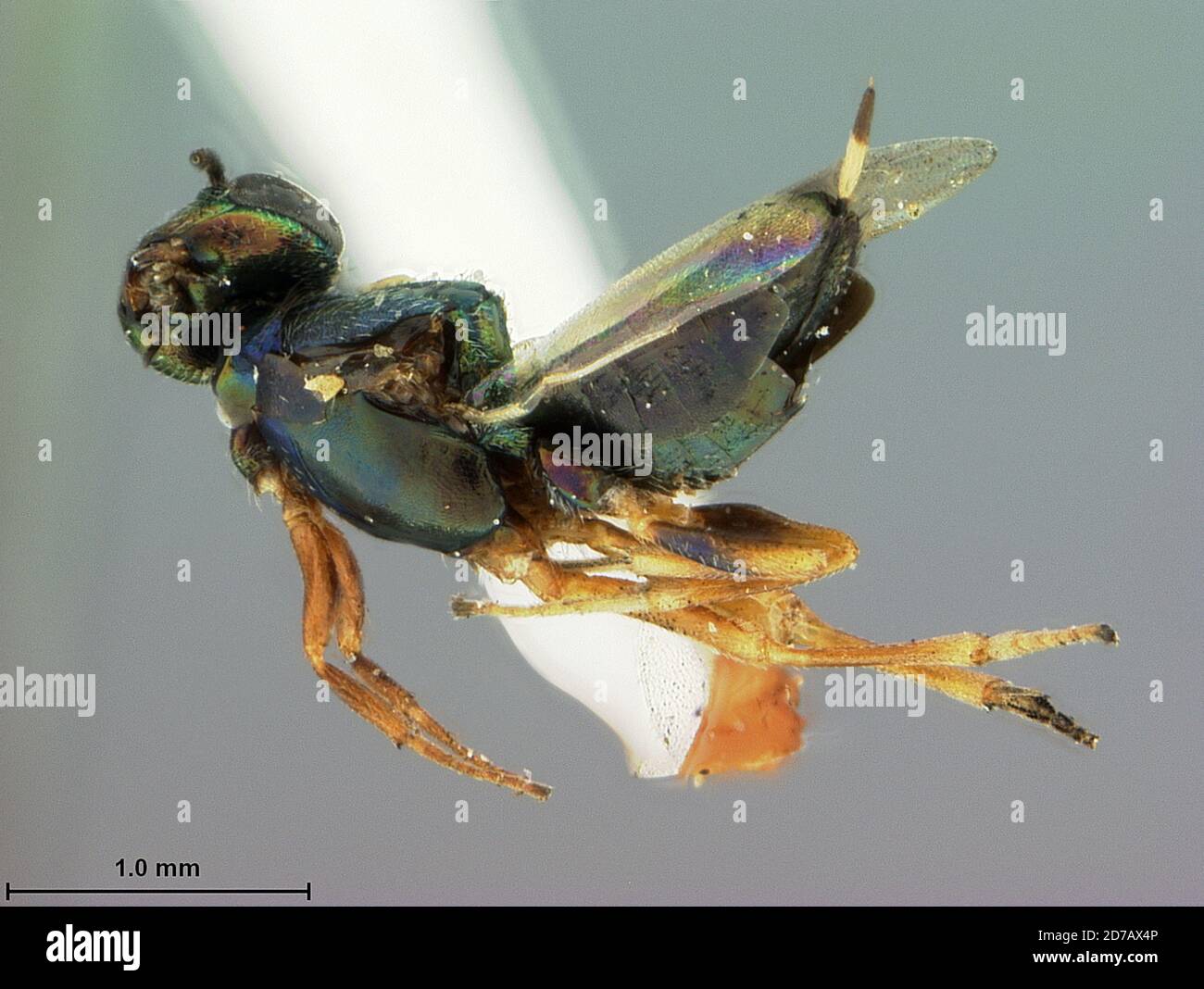 Taiwan, China, Eupelmus formosae Ashmead, 1904, Animalia, Arthropoda, Insecta, Hymenoptera ...