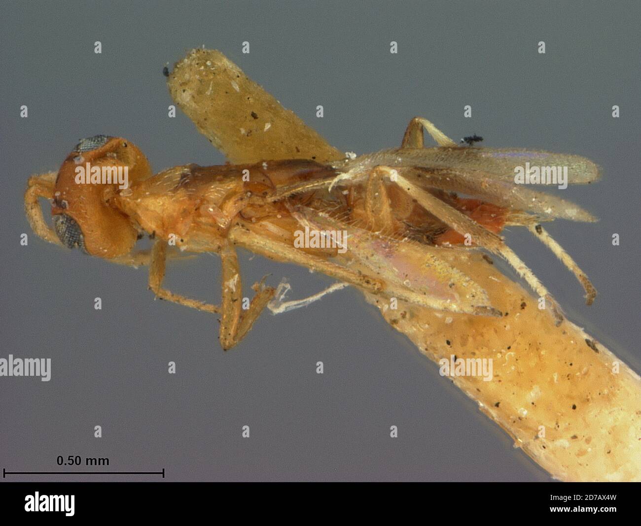 Arlington, Virginia, United States, Meromyzobia flava Ashmead, 1900 ...