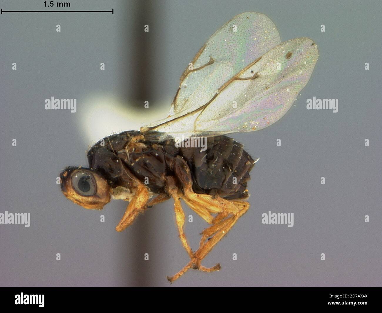 1900 animalia hi-res stock photography and images - Alamy