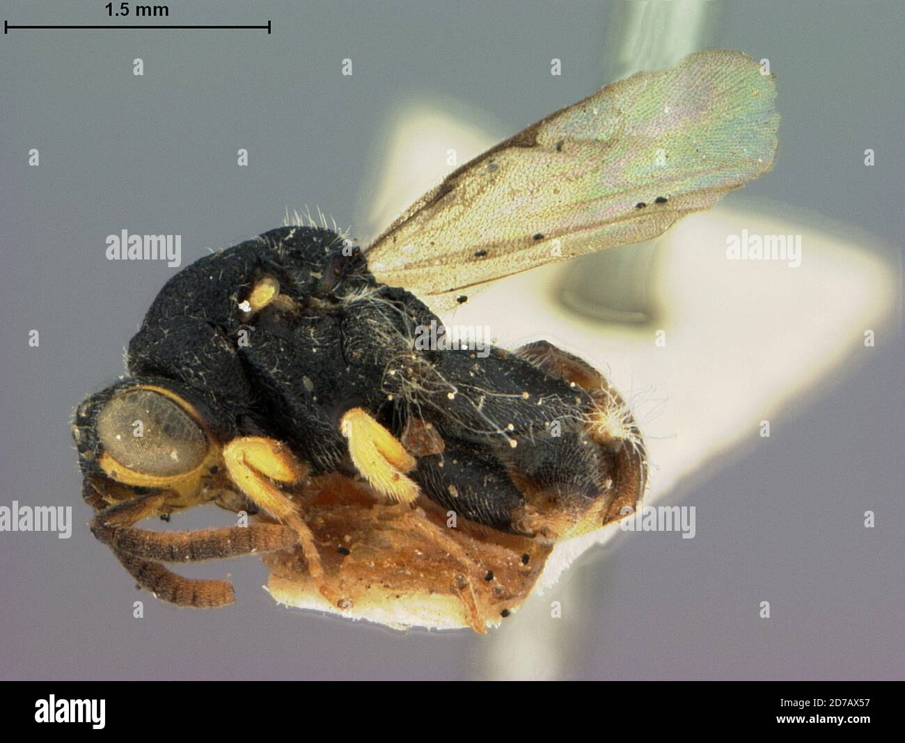 Jacksonville, Duval, Florida, United States, Chalcis flavipes Ashmead ...