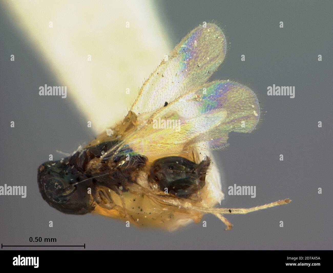 Endomychobius flavipes ashmead hi-res stock photography and images - Alamy