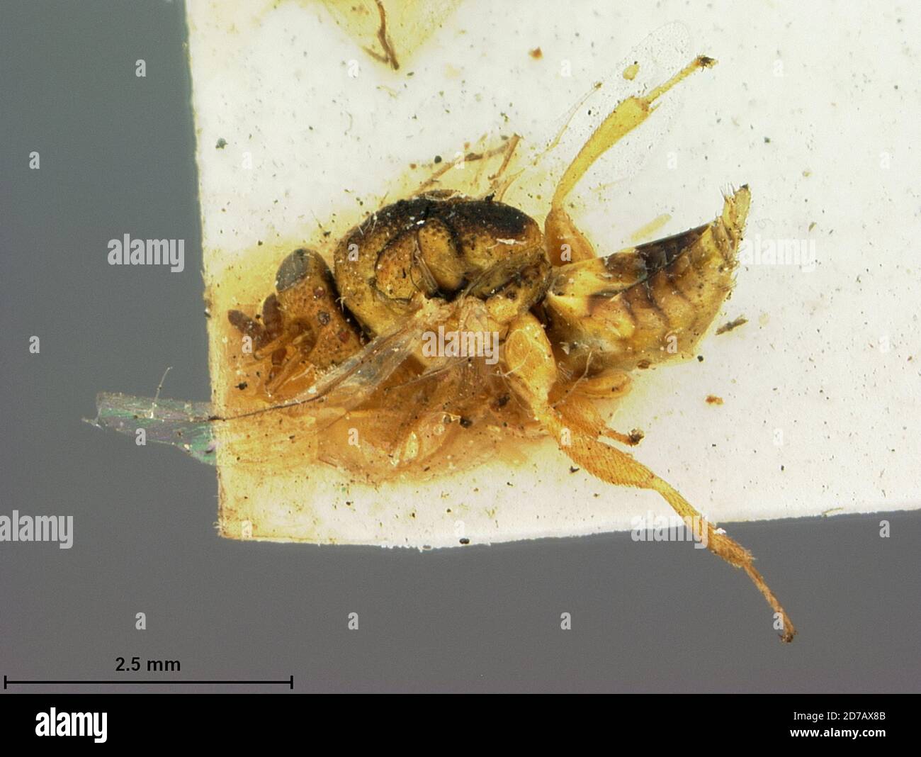 1904 animalia hi-res stock photography and images - Alamy