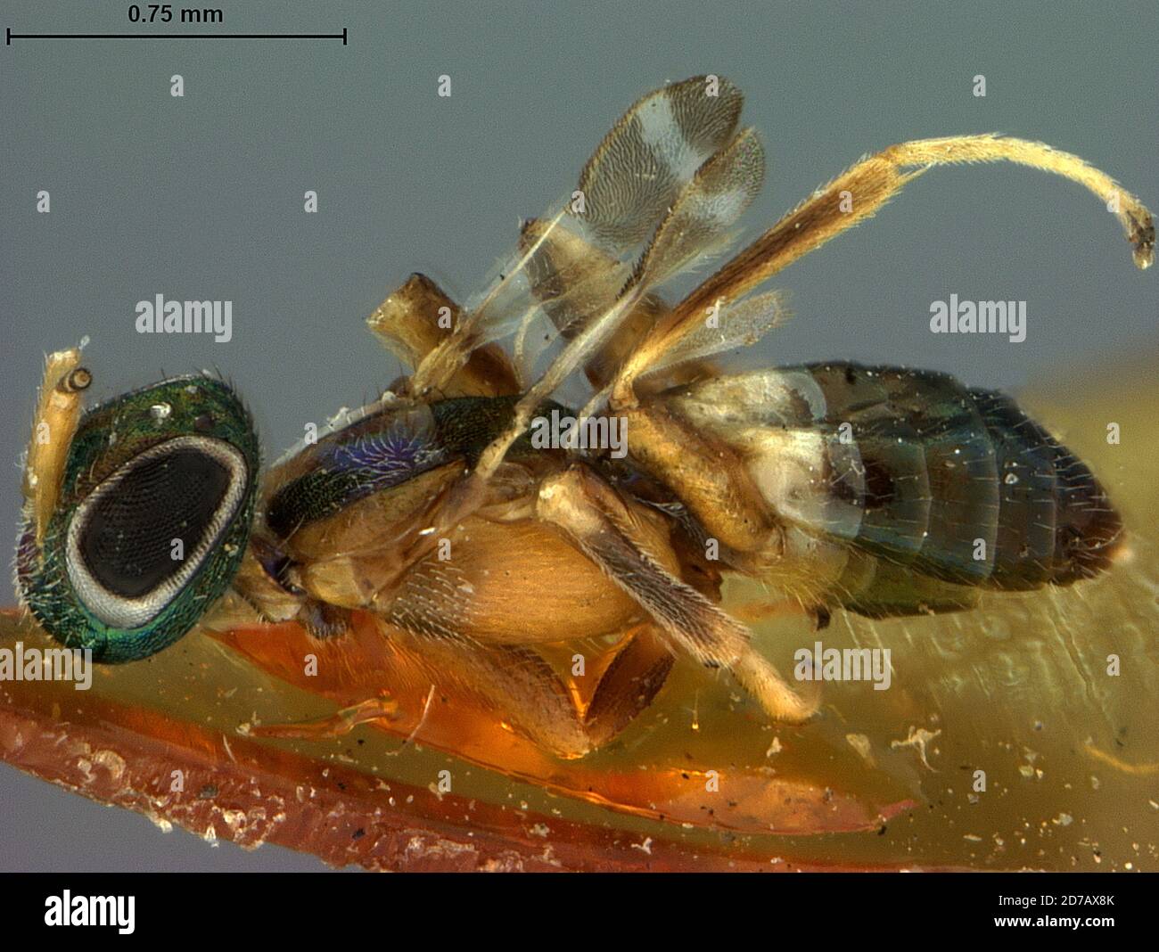 Anastatus hi-res stock photography and images - Alamy