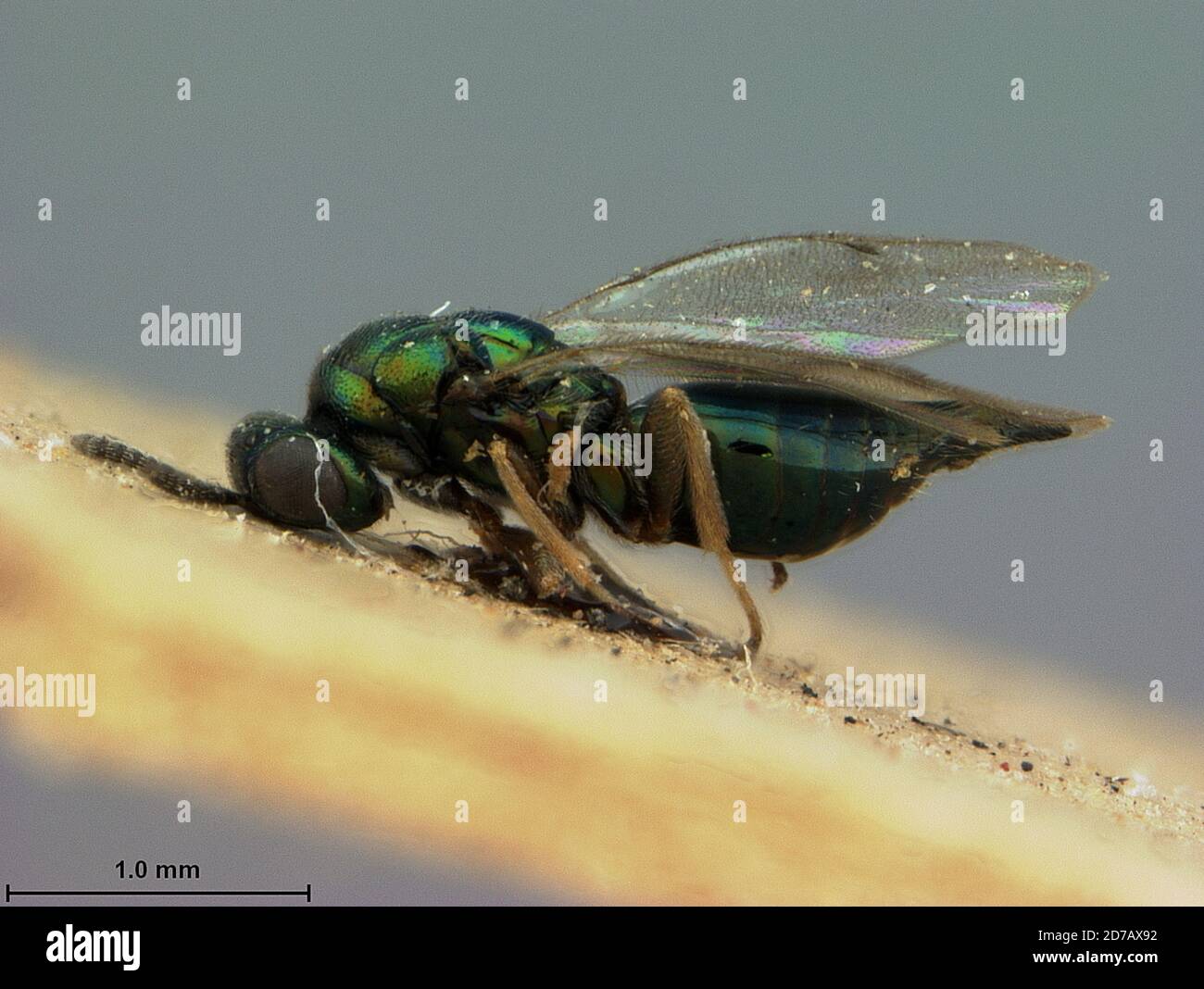 Miscogastrinae hi-res stock photography and images - Alamy