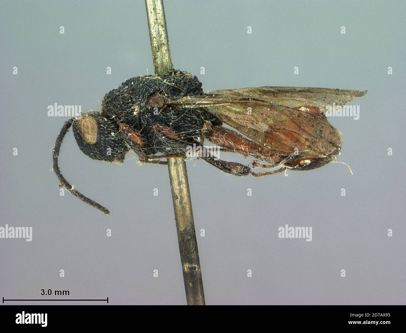 Jacksonville, Duval, Florida, United States, Smicra gigantea Ashmead ...