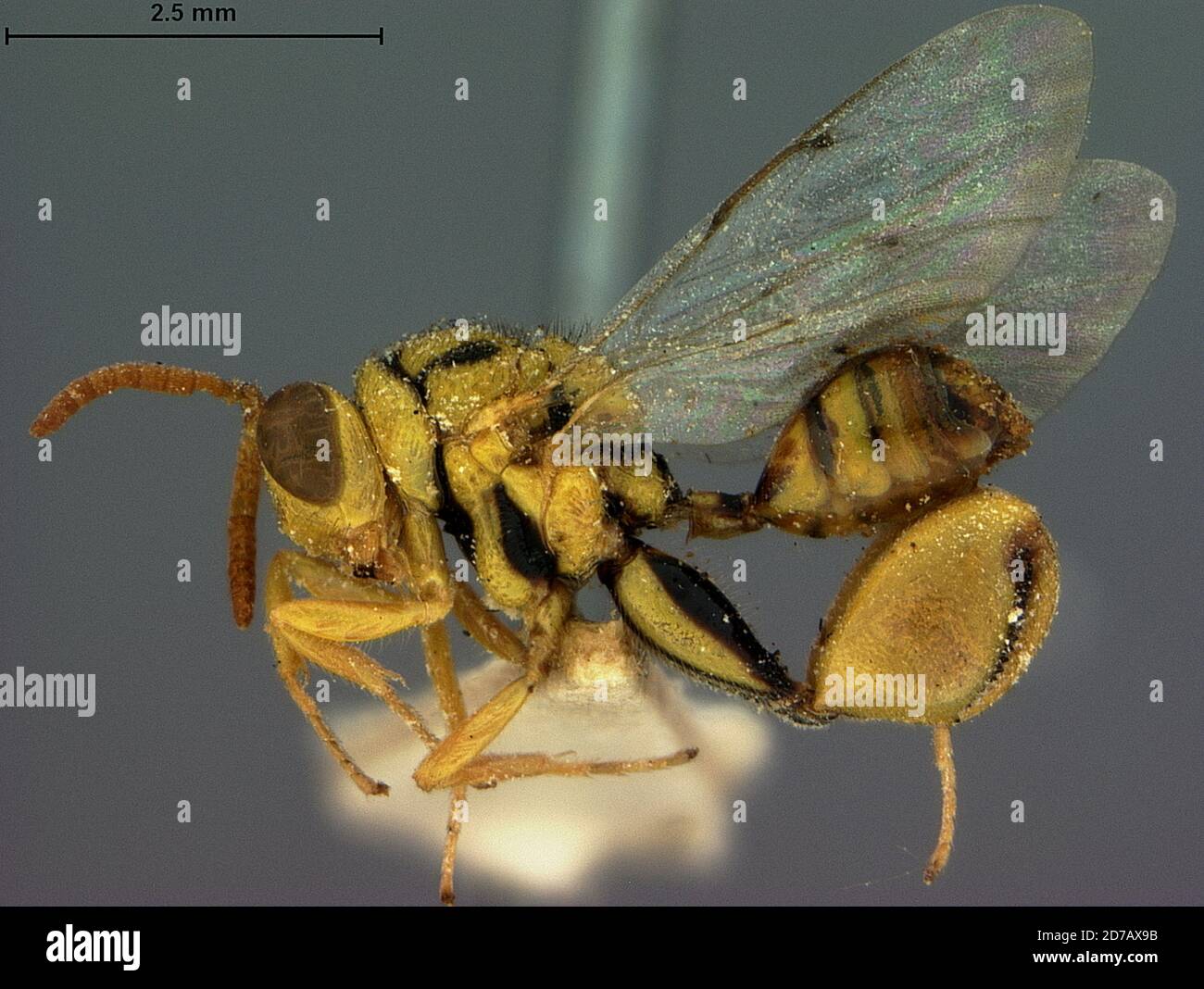 Republic of Trinidad and Tobago, Spilochalcis insularis Ashmead, 1904 ...