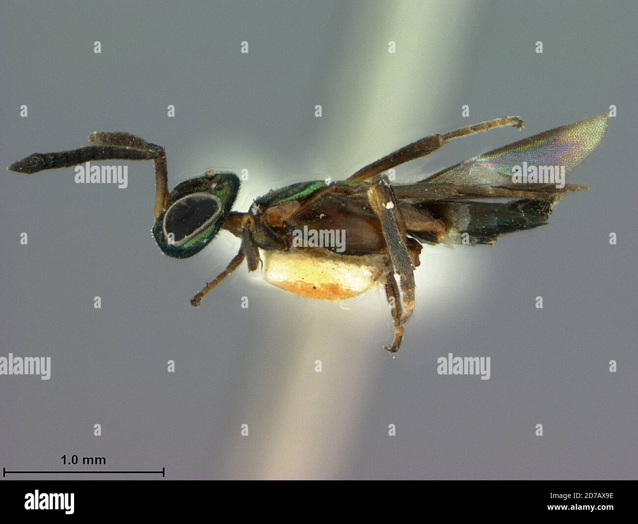 Anastatus japonicus ashmead hi-res stock photography and images - Alamy