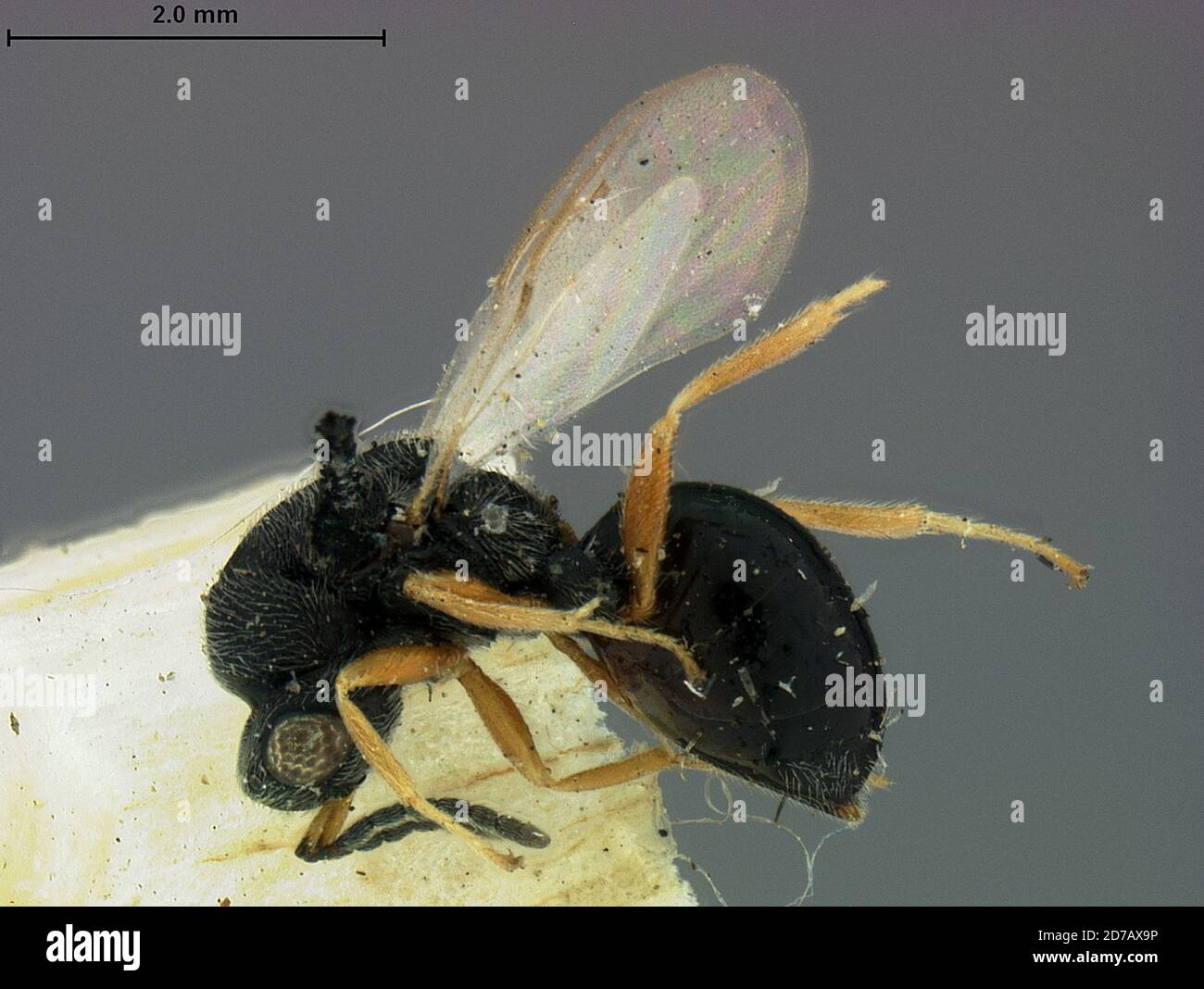 Sapporo, Hokkaid? Region, Hokkaid? Prefecture, Japan, Eurytoma japonica ...