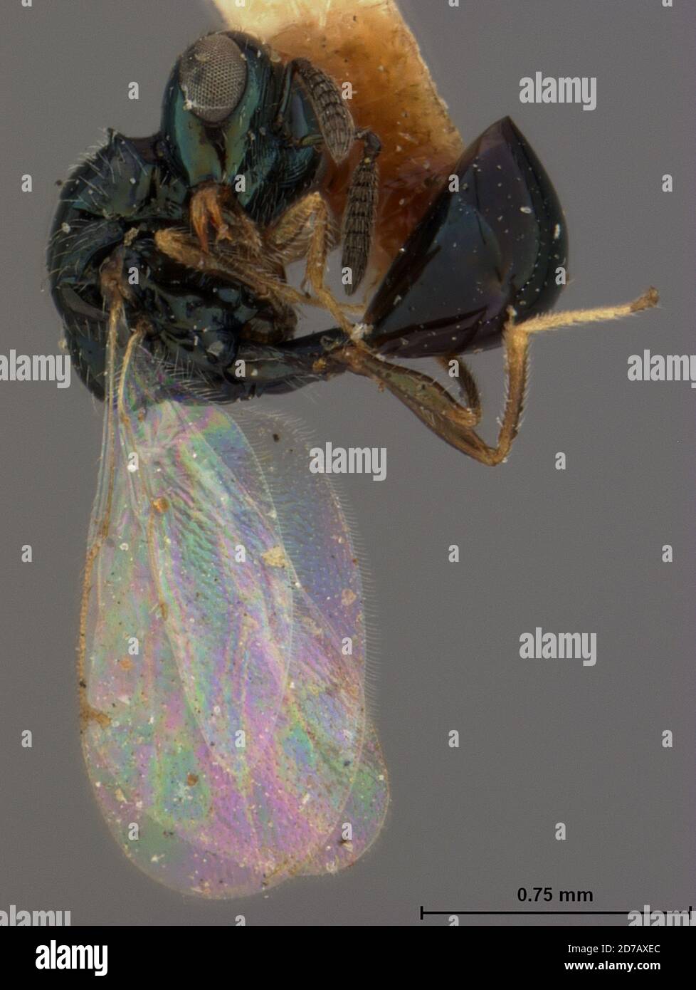 Atami, Honsh? Island, Shizuoka Prefecture, Japan, Parasaphes japonicus ...