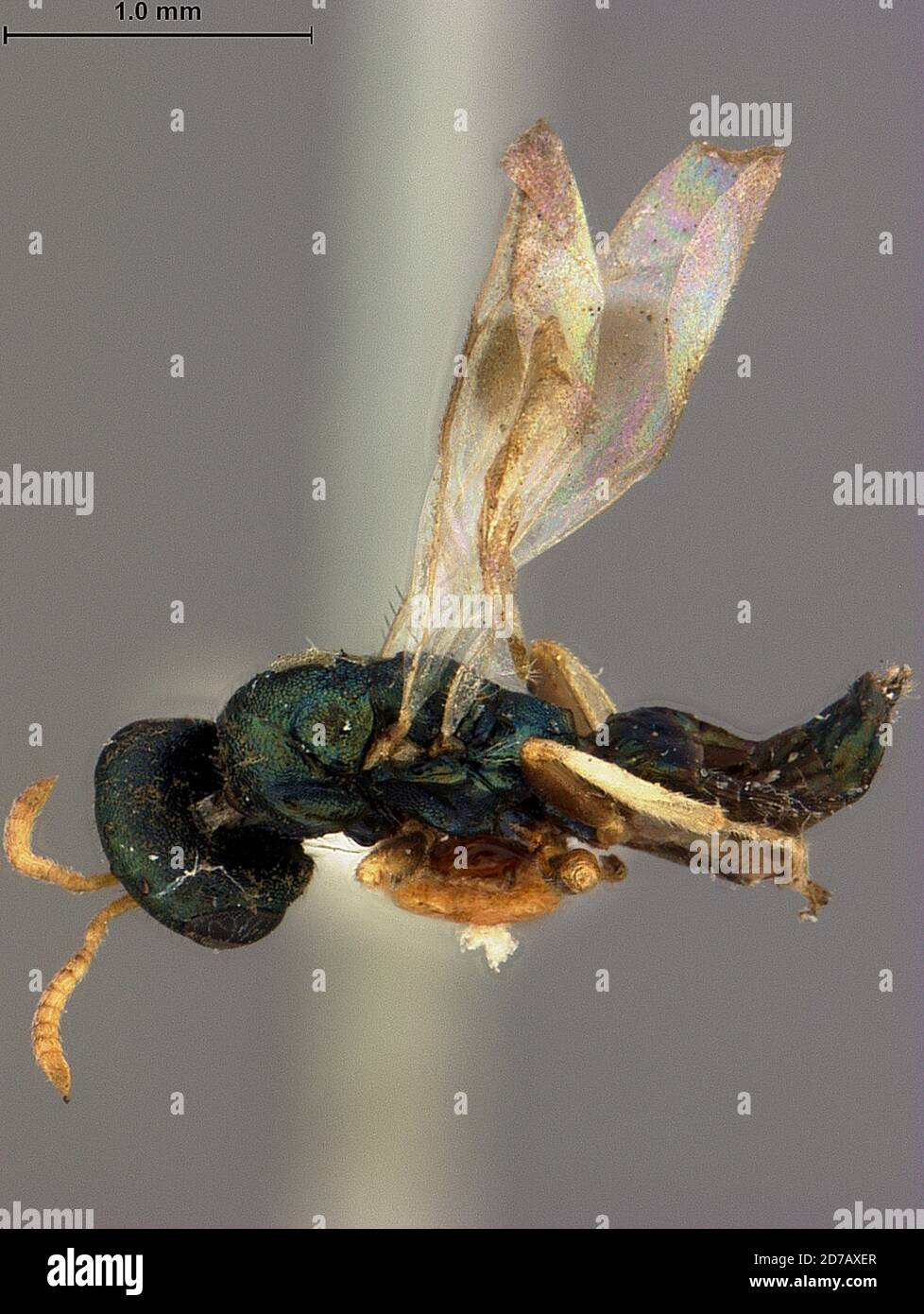 Homoporus japonicus ashmead hi-res stock photography and images - Alamy