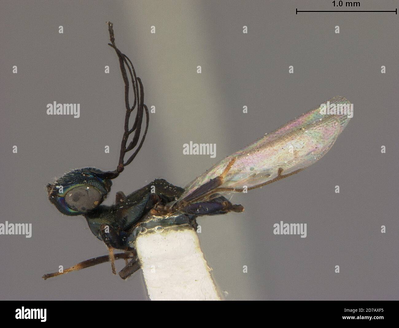 Australia, Chirolophus koebelei Ashmead, 1896, Animalia, Arthropoda, Insecta, Hymenoptera ...